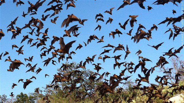 Bats in the House - KFRM Radio 550 AM