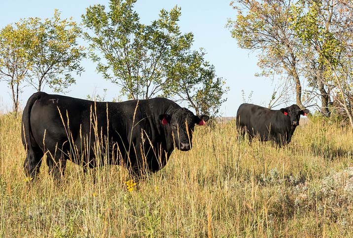 Cattle Chat: Bull Care After the Breeding Season - KFRM Radio 550 AM