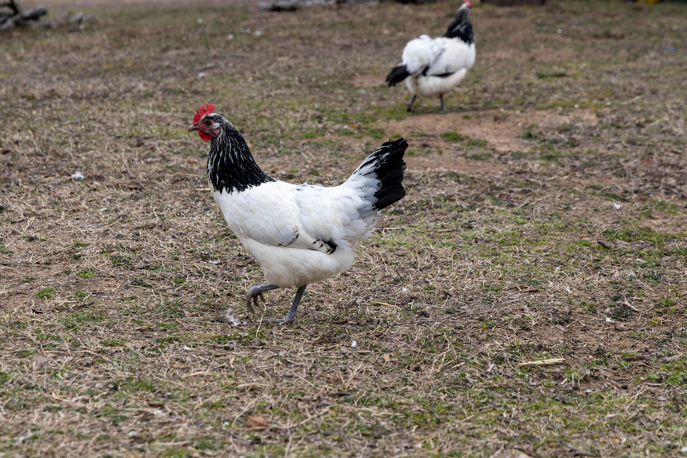 Understand the Costs and Risks of a Backyard Flock - KFRM Radio 550 AM