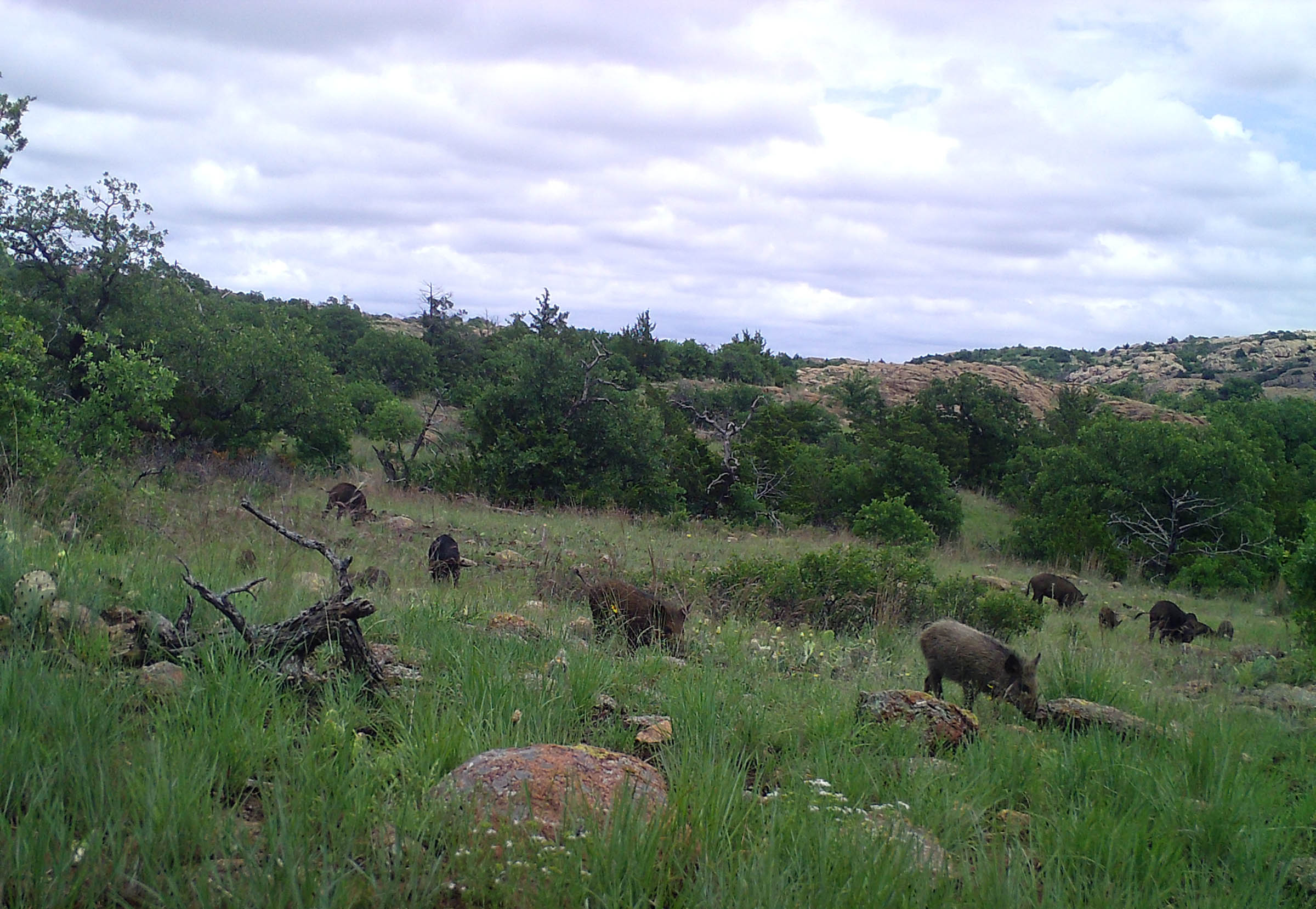 Southern region land-grant researchers look for solutions to feral hog ...