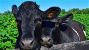 K-State research uncovers method to detect liver abscesses in cattle ...